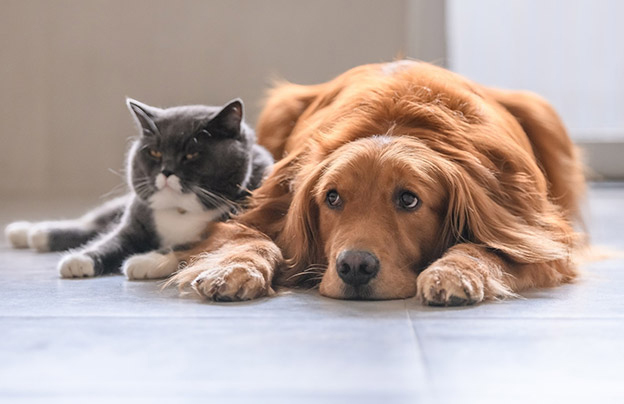 Pet Pain Management: Everything You Need To Know | Cascade Summit ...
